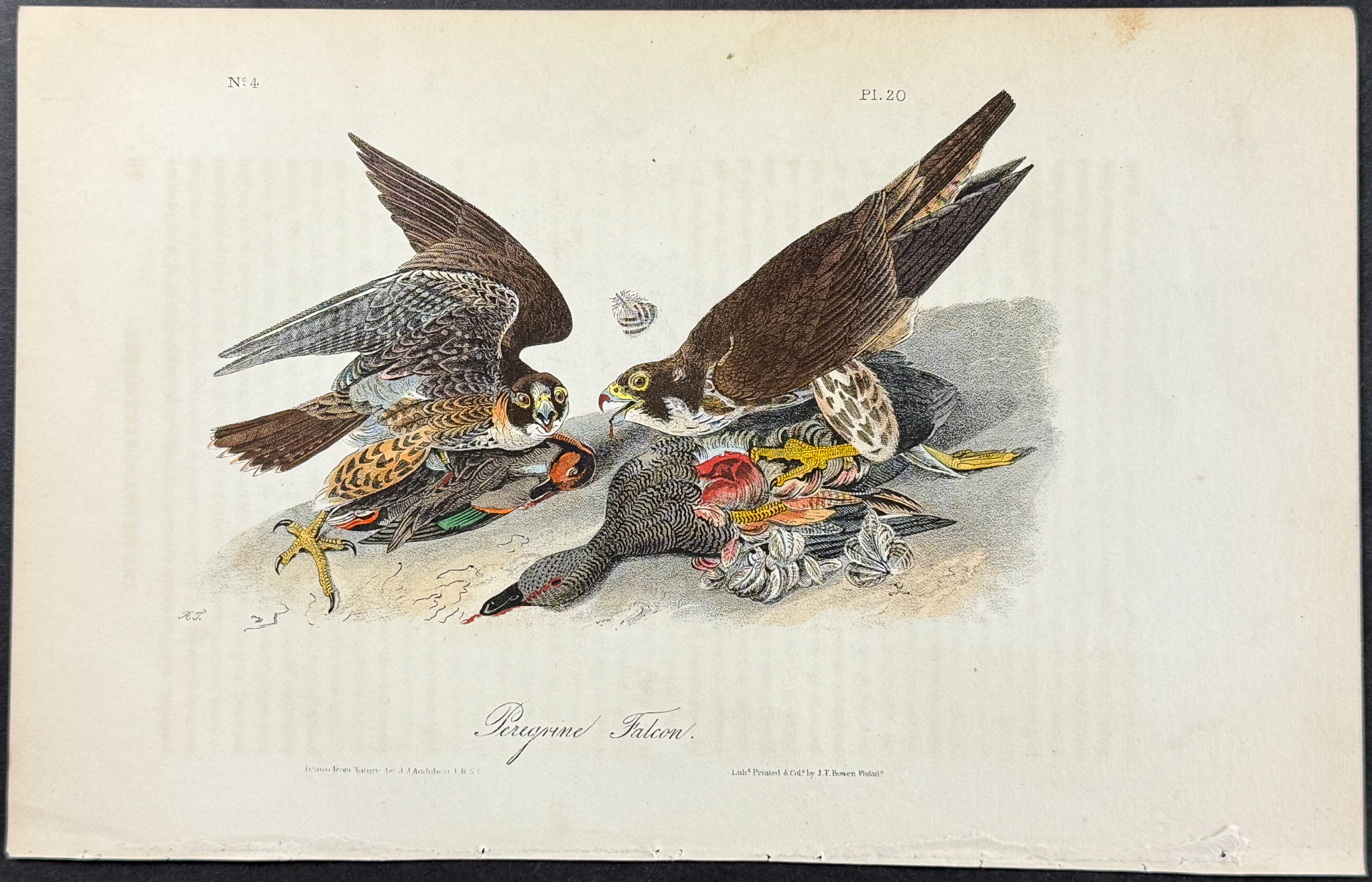 Lot 1330 - Audubon - Peregrine Falcon. 20 | Trillium Rare Prints