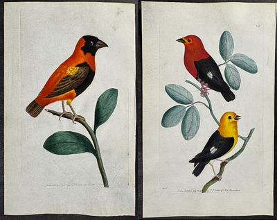 Lot 1511 - Shaw & Nodder, On Vellum - 4 Bird Engravings | Trillium Rare ...