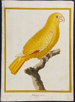 Lot 1937 - Buffon - Yellow Parrot. 13 | Trillium Rare Prints