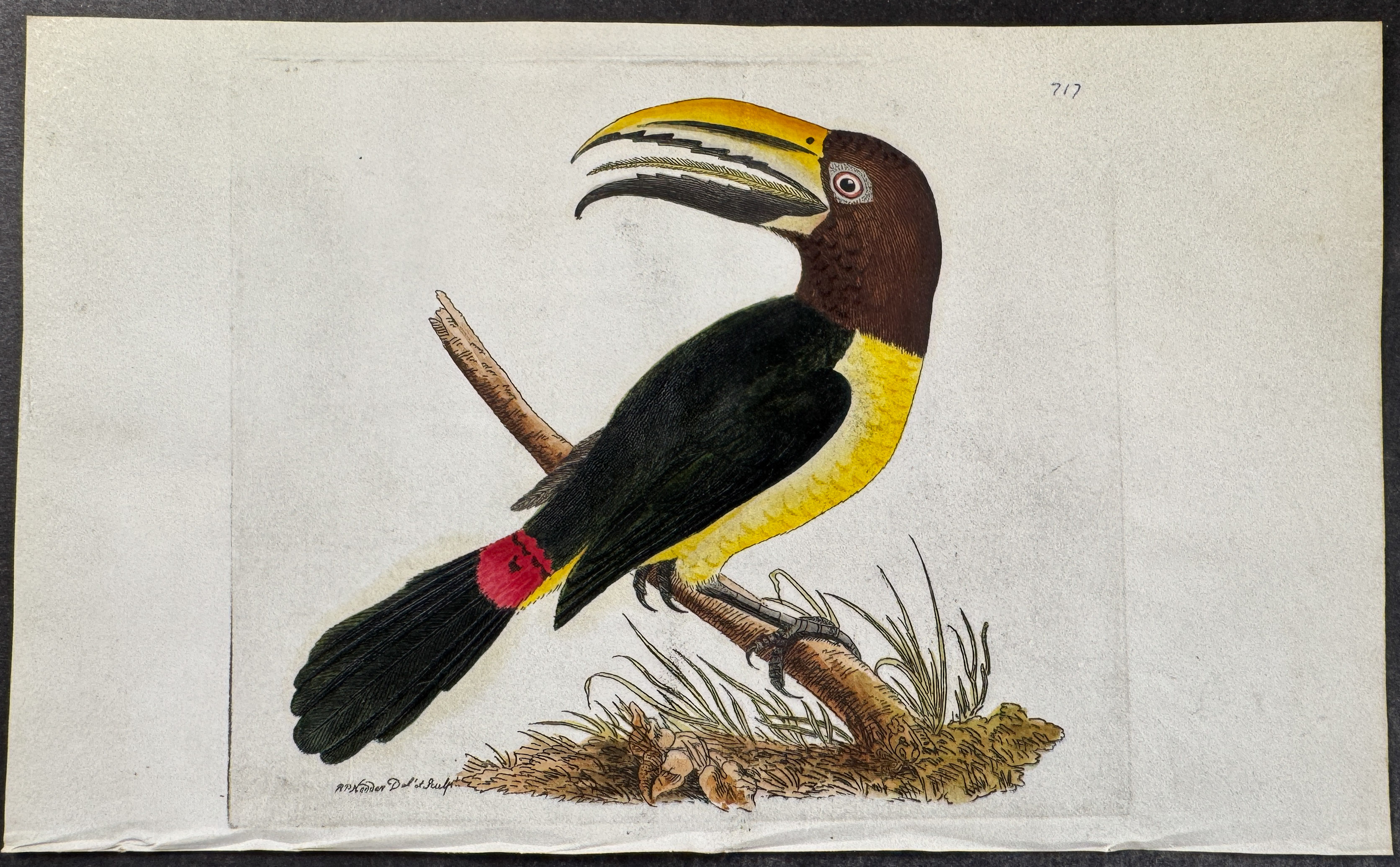 Lot 2512 - Shaw & Nodder, On Vellum - Green Toucan. 717 | Trillium Rare ...