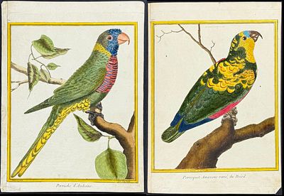 Lot 2529 - Martinet & Buffon - 6 Parrot Engravings | Trillium Rare Prints