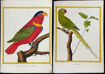 Lot 2744 - Martinet & Buffon - 5 Parrot Engravings | Trillium Rare Prints