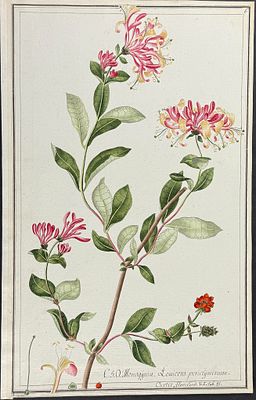 Lot 2891 - Original Watercolor of Honeysuckle (Lonicera periclymenum ...