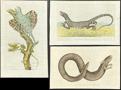 Lot 3321 - Shaw & Nodder, On Vellum - 4 Lizard & Axolotl Engravings ...