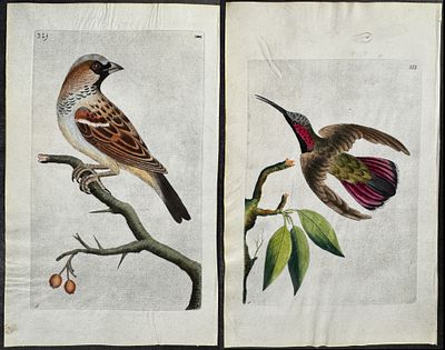 Lot 3519 - Shaw & Nodder, On Vellum - 7 Bird Engravings | Trillium Rare ...