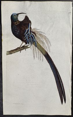 Lot 3719 - Shaw & Nodder, On Vellum - Superb Promerops. 981 | Trillium ...