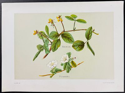 Lot 4016 - Sinclair, Hawaii - Nanea & Hunakai (Vigna lutea & Ipomaea ...