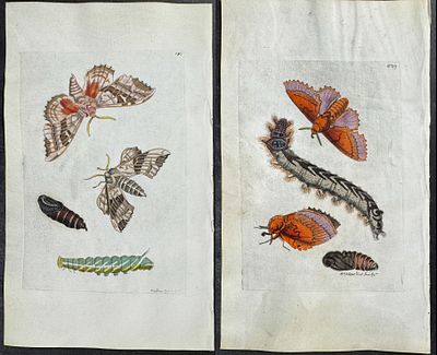 Lot 4120 - Shaw & Nodder, On Vellum - 7 Butterfly or Moth Engravings ...