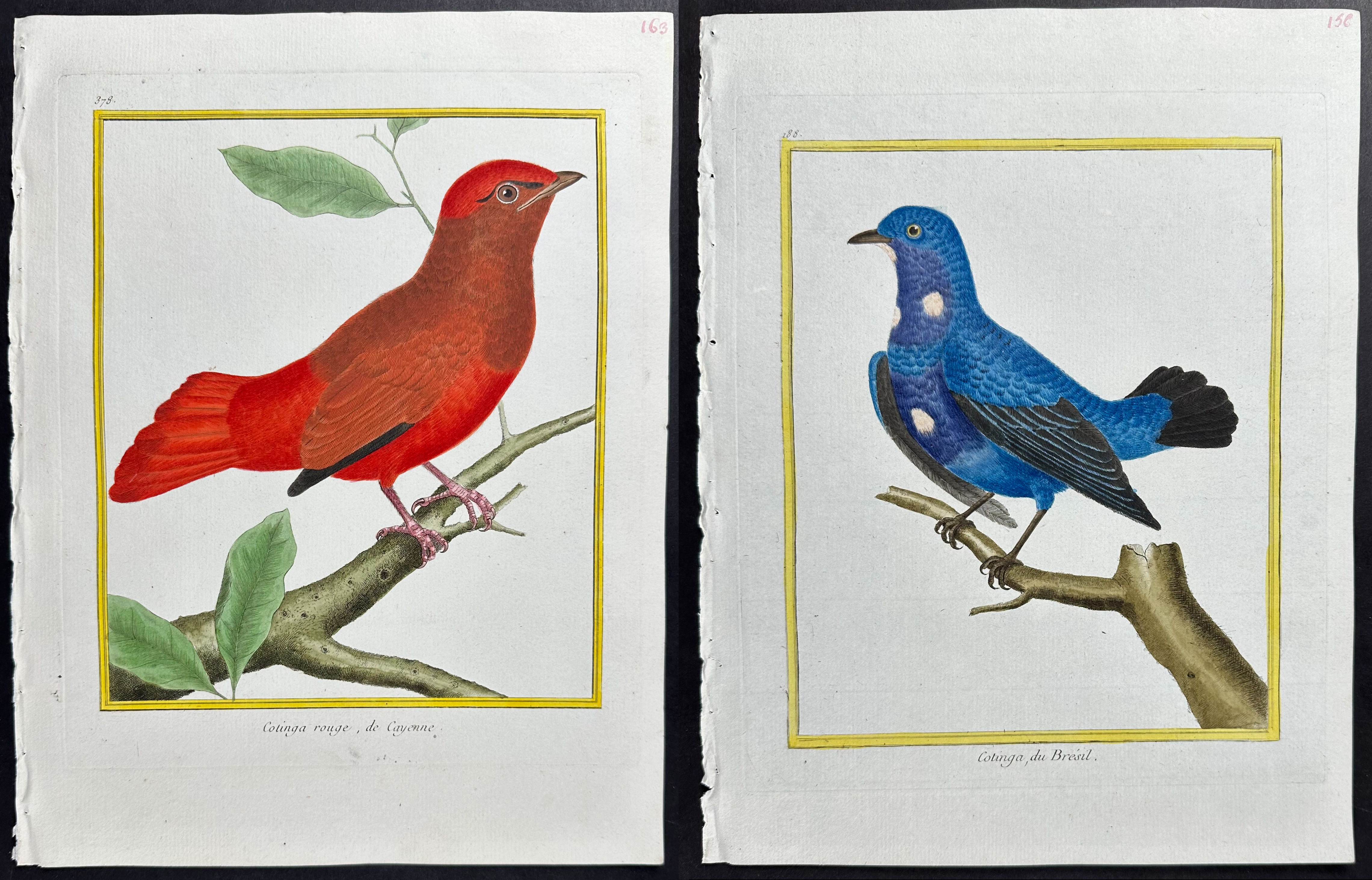 Lot 4137 - Martinet & Buffon - 4 Bird Engravings (Tanager, Cotinga ...