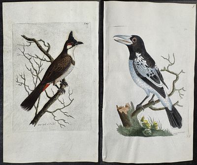 Lot 4305 - Shaw & Nodder, On Vellum - 6 Bird Engravings | Trillium Rare ...