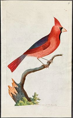 Lot 4507 - Shaw & Nodder, On Vellum - Cardinal Grosbeak. 105 | Trillium ...