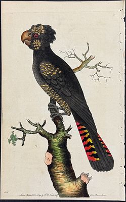 Lot 4613 - Shaw & Nodder, Australia - Magnificent Cockatoo. 50 ...