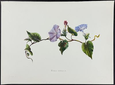 Lot 4811 - Sinclair, Hawaii - Koali-awahia (Ipomaea insularis ...