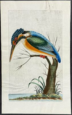 Lot 4822 - Shaw & Nodder, On Vellum - Common Kingfisher. 129 | Trillium ...