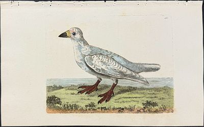 Lot 4824 - Shaw & Nodder, Australia - Southern Sheathbill. 481 ...