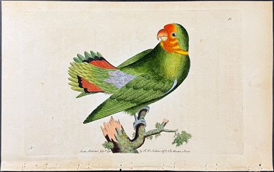 Lot 4825 - Shaw & Nodder, Australia - Guinea Parrakeet. 35 | Trillium ...