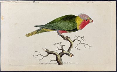 Lot 4826 - Shaw & Nodder, Australia - Purple-headed Parrakeet. 1 ...