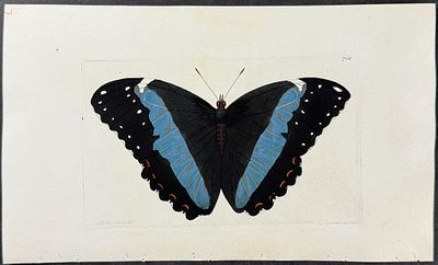 Lot 5119 - Shaw & Nodder - Butterfly, Papilio Achilles. 710 | Trillium ...