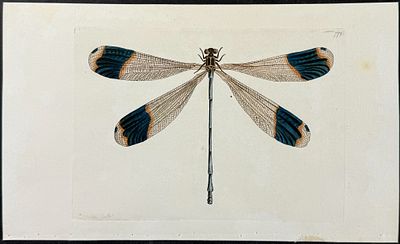 Lot 5120 - Shaw & Nodder - Blue-tipped Dragonfly. 779 | Trillium Rare ...