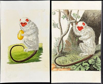 Lot 5315 - Shaw & Nodder - Pair of Silver-haired Monkey Engravings ...