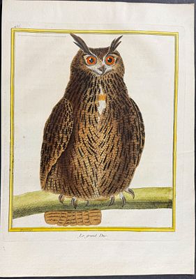 Lot 5330 - Martinet & Buffon - Great Horned Owl. 435 | Trillium Rare Prints