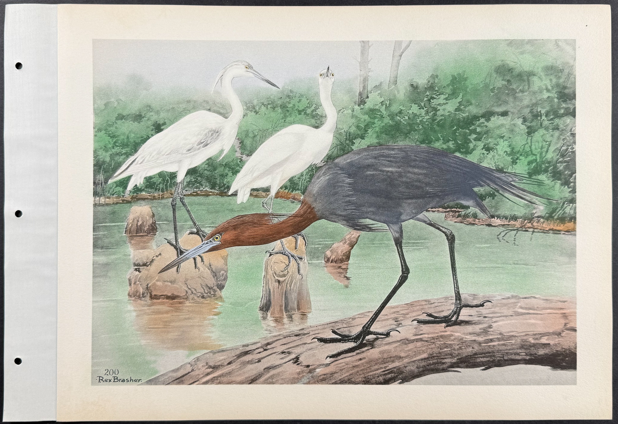 Lot 5339 - Brasher - Little Blue Heron. 200 | Trillium Rare Prints