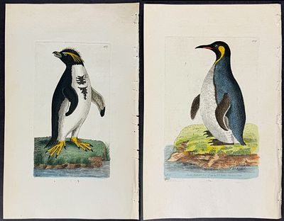 Lot 5493 - Shaw & Nodder - Pair of Penguin Engravings | Trillium Rare ...