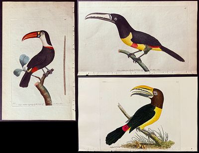 Lot 5496 - Shaw & Nodder - 3 Toucan Engravings | Trillium Rare Prints