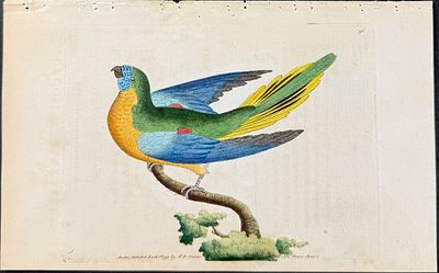 Lot 5928 - Shaw & Nodder - Turcosine Parrakeet. 96 | Trillium Rare Prints