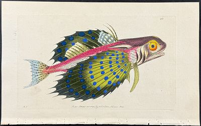 Lot 6116 - Shaw & Nodder - Flying Gurnard. 451 | Trillium Rare Prints