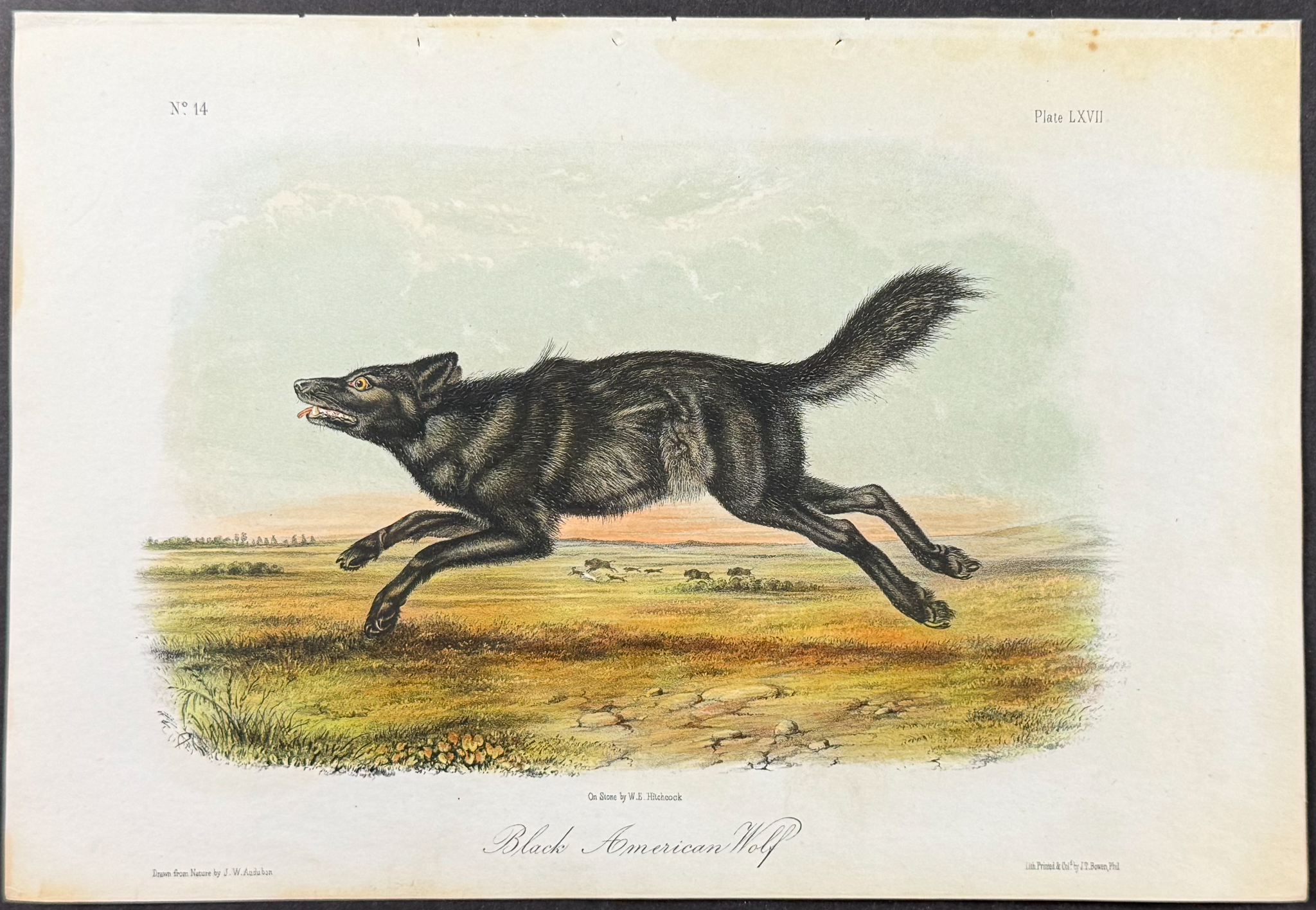 Lot 6302 - Audubon - Black American Wolf. 67 | Trillium Rare Prints