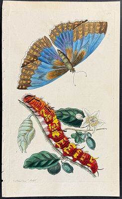 Lot 6319 - Shaw & Nodder - Butterfly (Papilio Telemachus). 732 ...