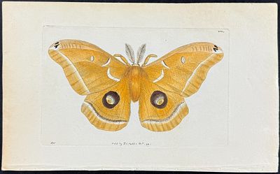 Lot 6320 - Shaw & Nodder - Moth (Papilio Panthous). 356 | Trillium Rare ...