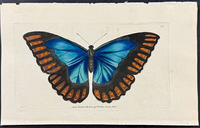 Lot 6322 - Shaw & Nodder - Butterfly (Papilio Perseus). 472 | Trillium ...