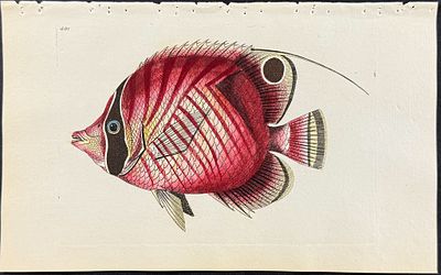 Lot 6323 - Shaw & Nodder - Red-striped Chaetodon. 551 | Trillium Rare ...