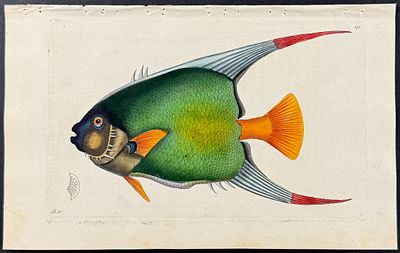 Lot 6325 - Shaw & Nodder - Double-scaled Chaetodon Fish. 275 | Trillium ...