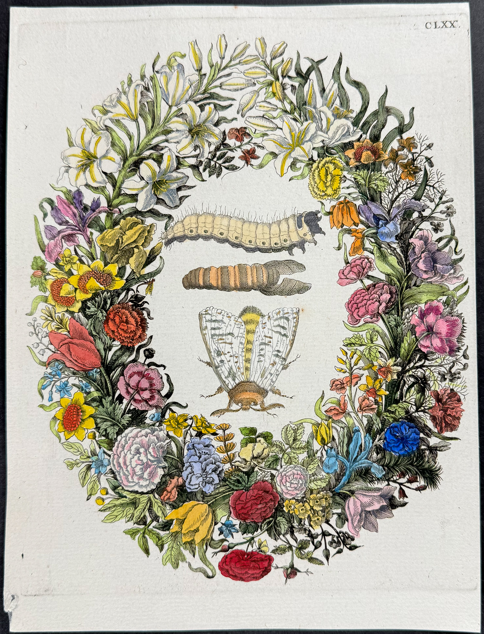 Lot 6328 - Merian - Floral Wreath & Moth Metamorphosis. 170 | Trillium ...