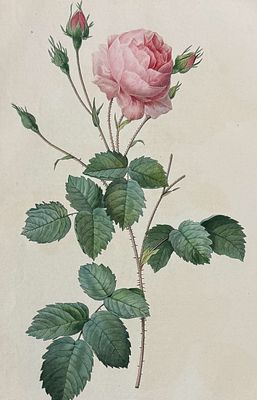 Lot 6337 - Redoute, Folio - Rose - Rosa Centifolia crenata | Trillium ...