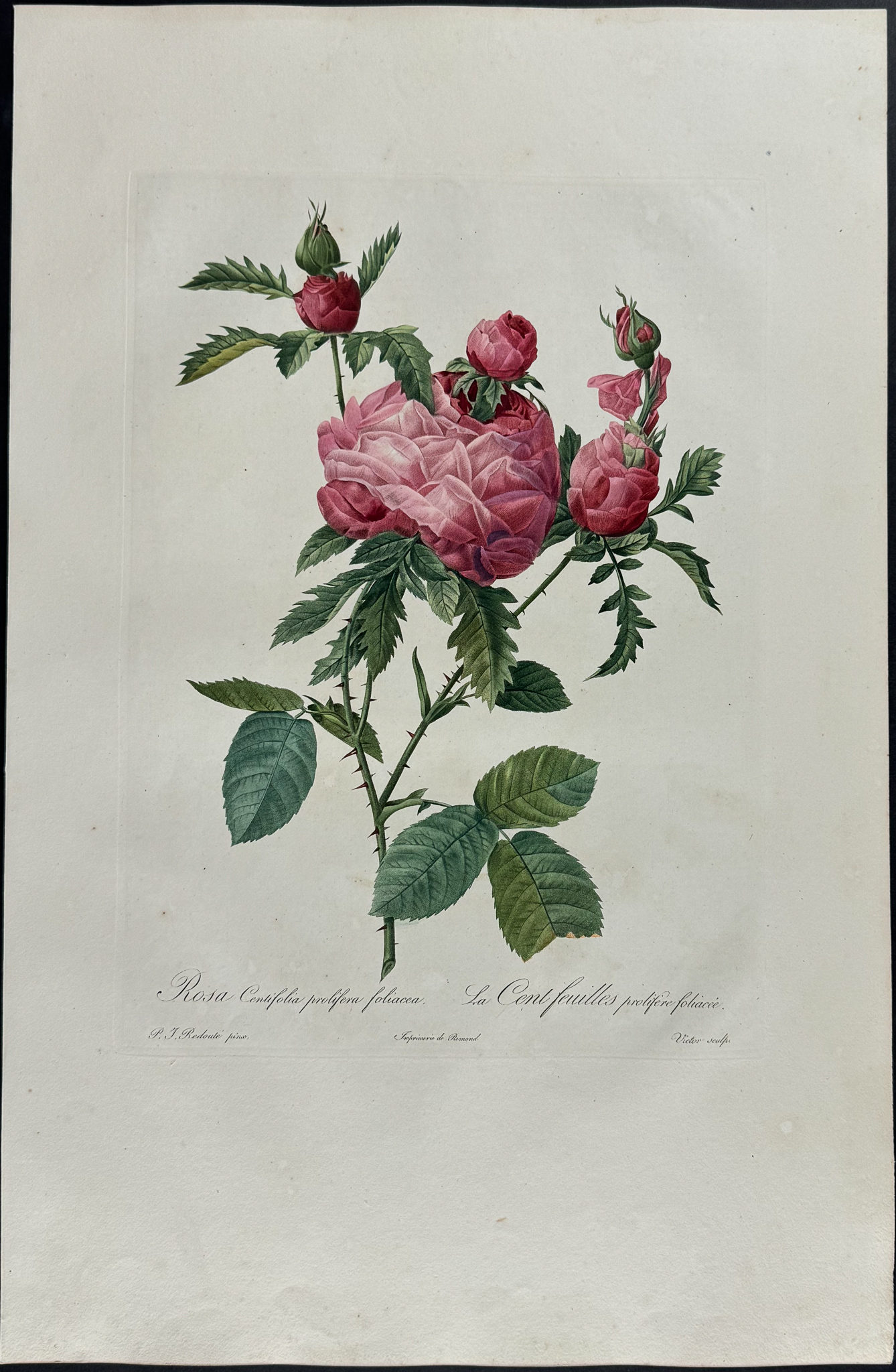 Lot 6338 - Redoute, Folio - Rose - Rosa centifolia prolifer foliacea ...