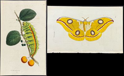 Lot 6499 - Shaw & Nodder - Pair of Paphia Moth Engravings | Trillium ...