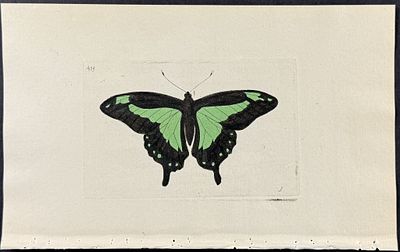 Lot 6500 - Shaw & Nodder - Phorcas Butterfly. 459 | Trillium Rare Prints
