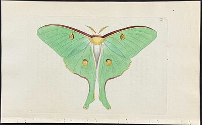 Lot 6501 - Shaw & Nodder - Luna Moth. 264 | Trillium Rare Prints