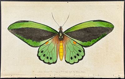 Lot 6502 - Shaw & Nodder - Imperial Trojan Moth (Priamus) or Birdwing ...