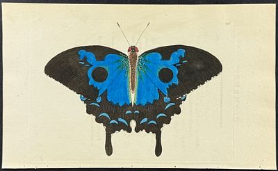 Lot 6503 - Shaw & Nodder - Diomedes Butterfly. 296 | Trillium Rare Prints