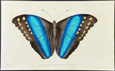 Lot 6504 - Shaw & Nodder - Great Blue-Banded Butterfly or Achilles. 68 ...