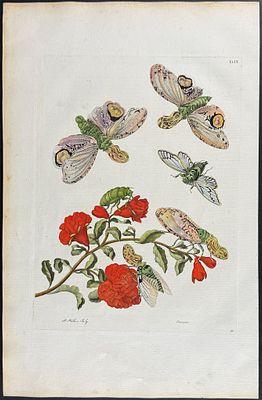 Lot 6741 - Merian, Folio - Lanthorn Fly & Flower (Granadier). 49 ...