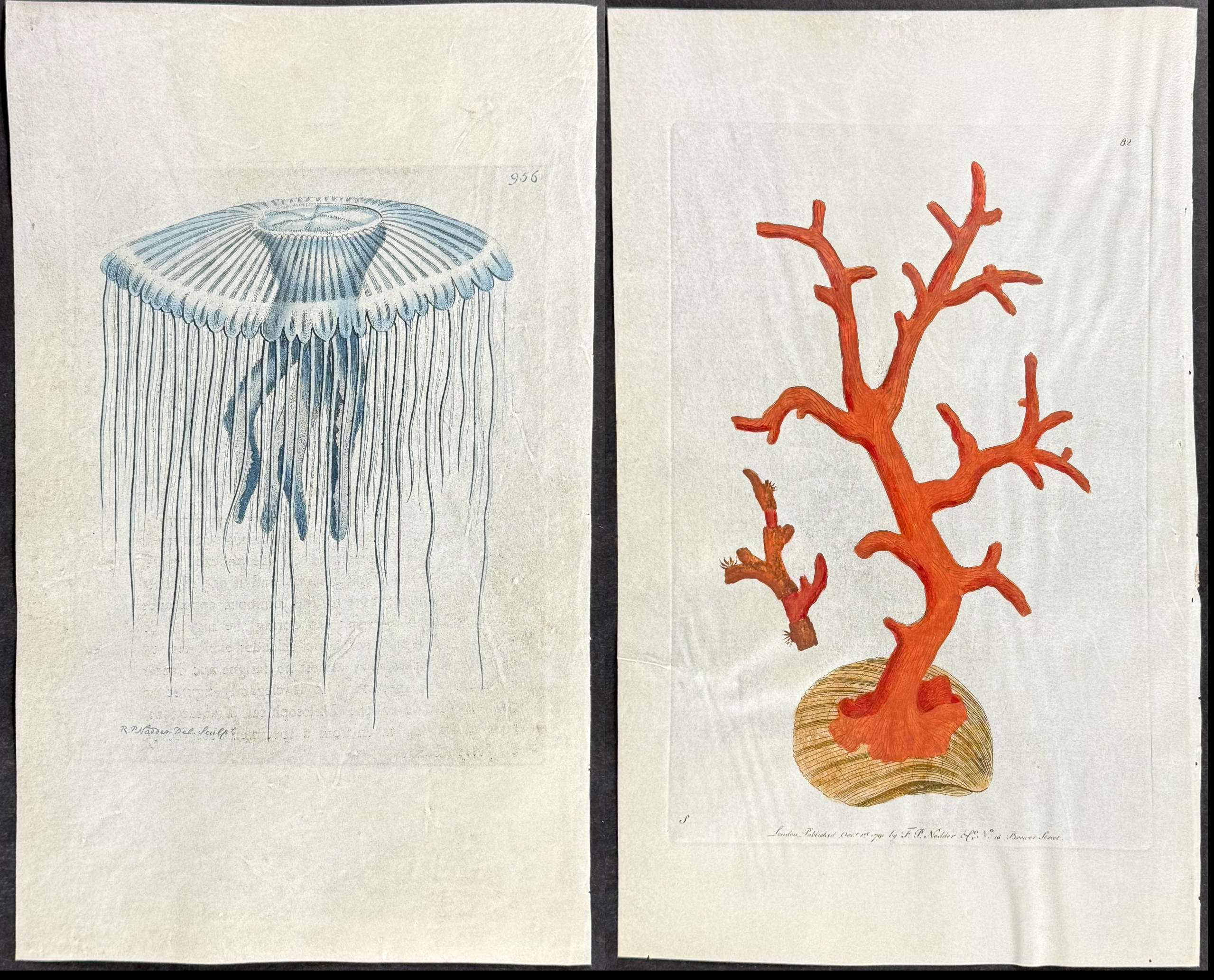 Lot 7113 - Shaw & Nodder, On Vellum - 3 Sea Life Engravings | Trillium ...