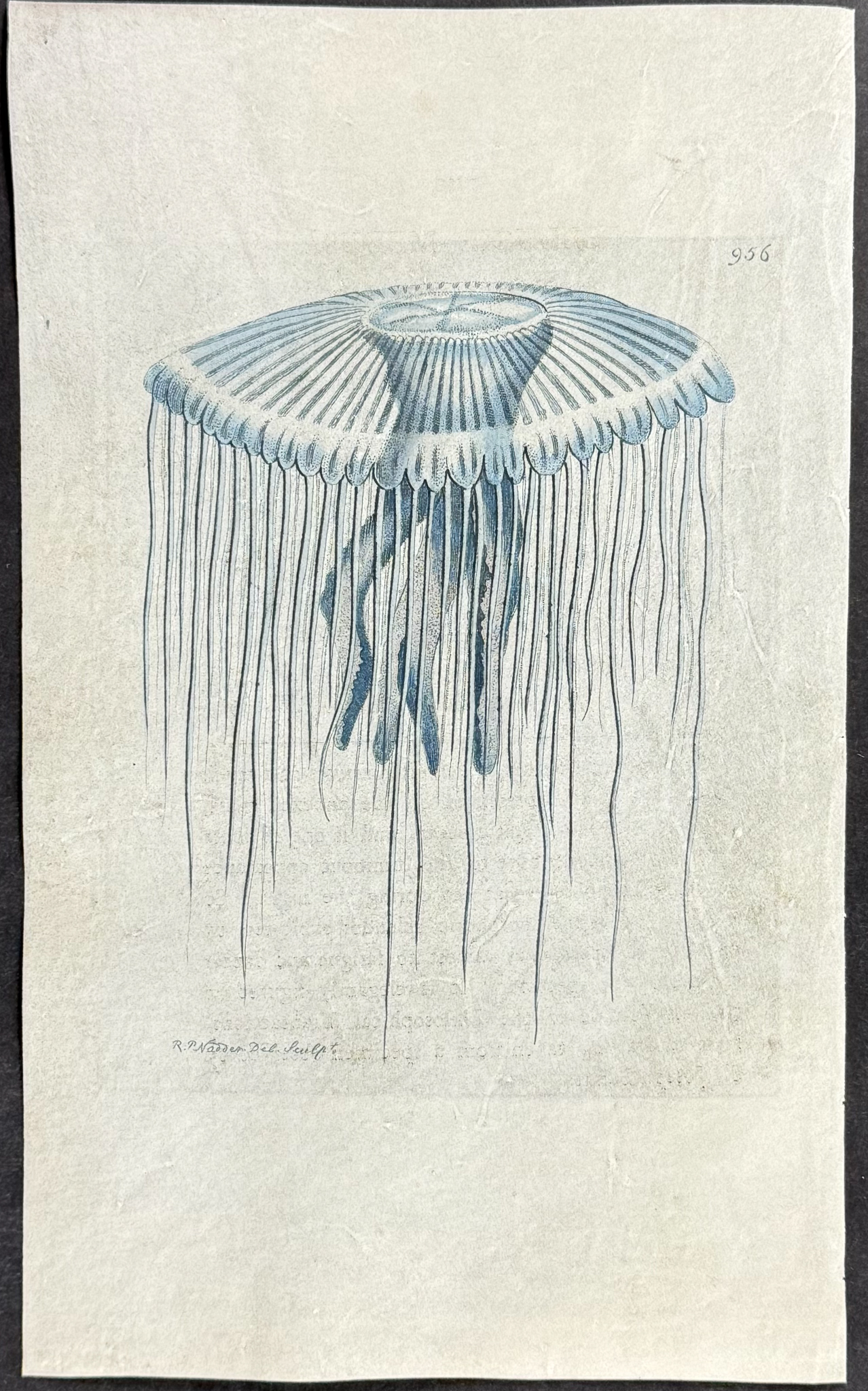 Lot 7113 - Shaw & Nodder, On Vellum - 3 Sea Life Engravings | Trillium ...