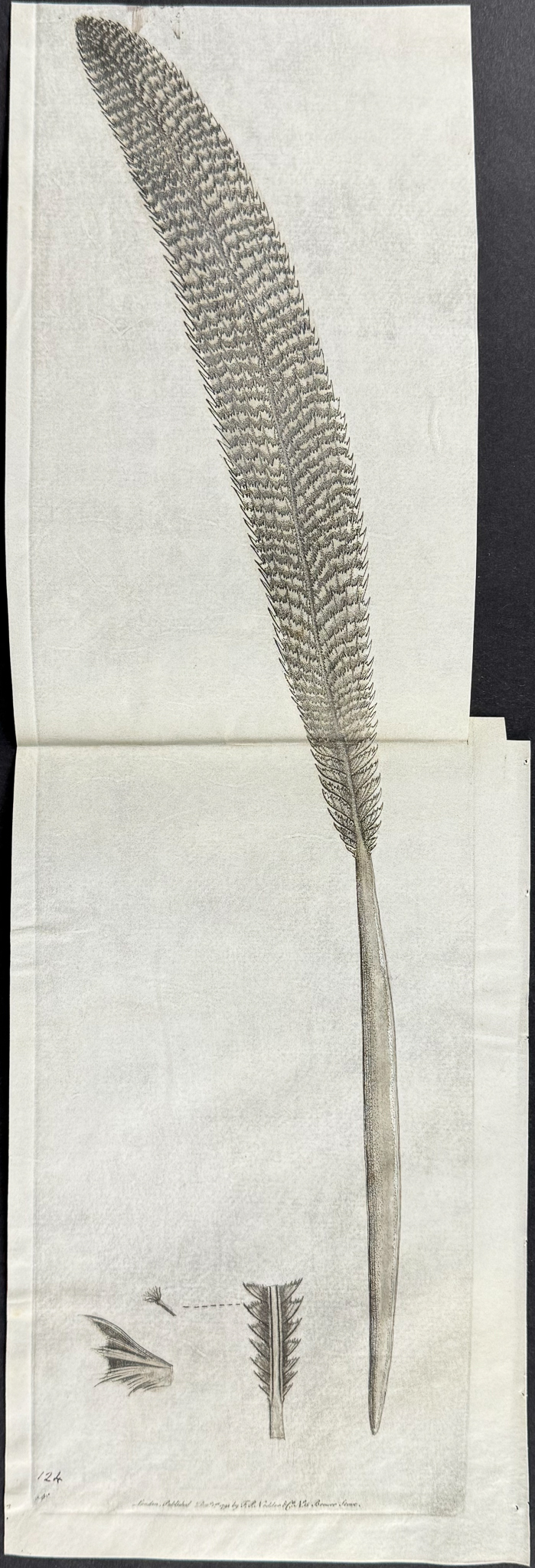 Lot 7113 - Shaw & Nodder, On Vellum - 3 Sea Life Engravings | Trillium ...