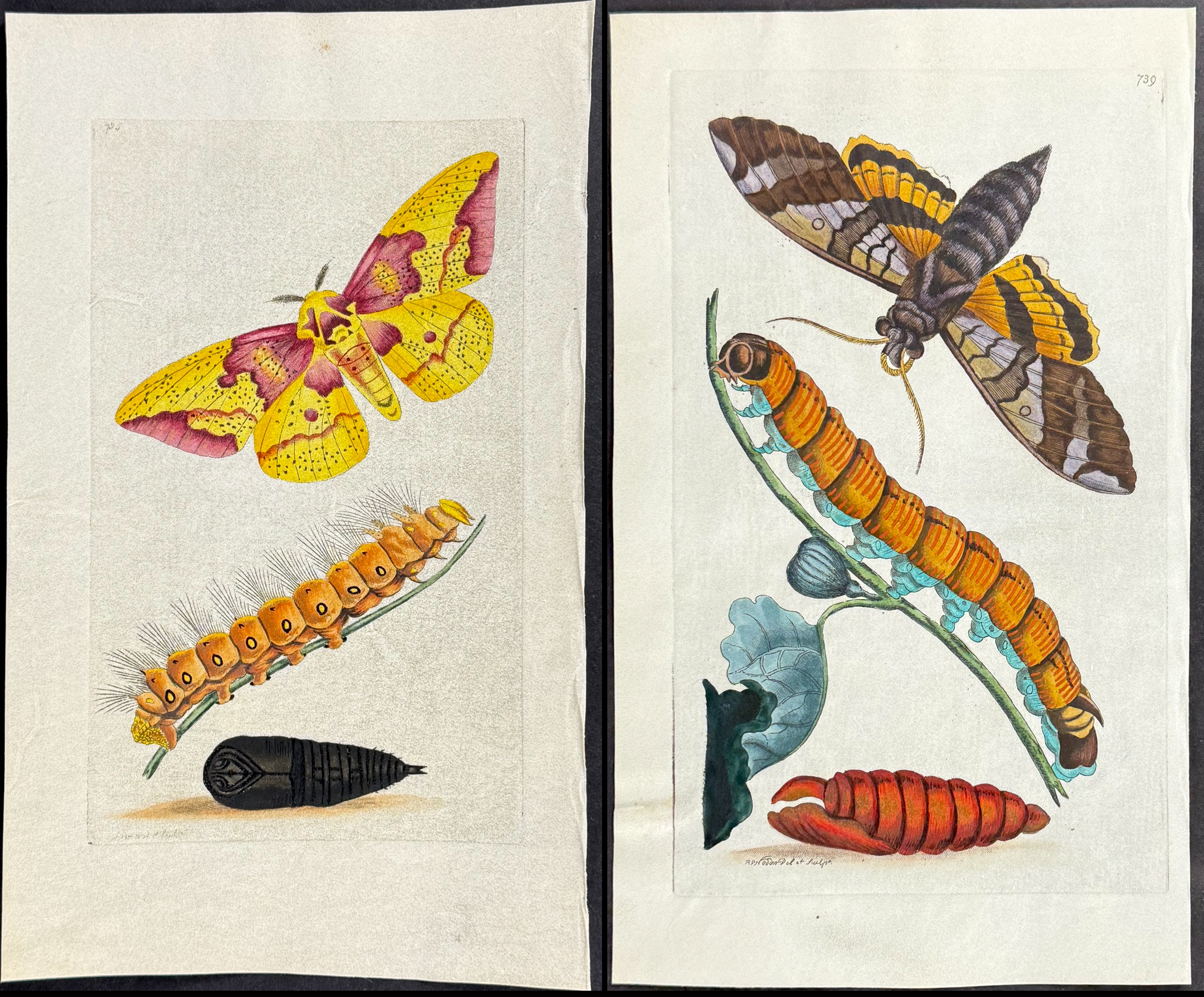 Lot 7115 - Shaw & Nodder, On Vellum - 4 Moth Metamorphosis Engravings ...